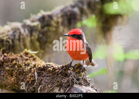 Vermilion Flycatcher (Pyrocephalus rubinus nanus), Galapagos subspecies ...