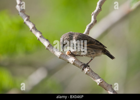 Galapagos Common Cactus Finch feeding on the cactus Stock Photo - Alamy