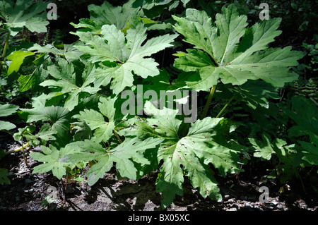 Pacific Waterleaf (Hydrophyllum tenuipes Stock Photo - Alamy