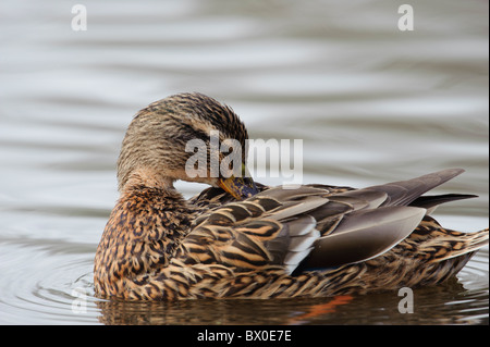 Mallard Anas platyrhynchos female preening Stock Photo - Alamy