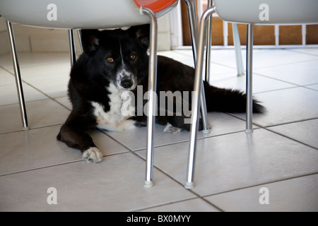Dog under table Stock Photo - Alamy