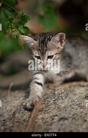 cute indian cat Stock Photo - Alamy