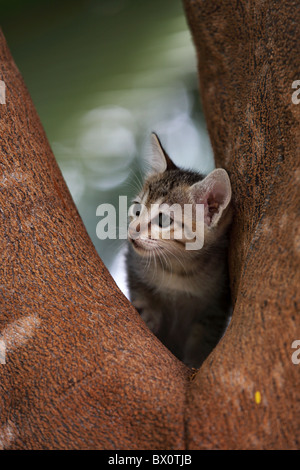 cute indian cat Stock Photo - Alamy