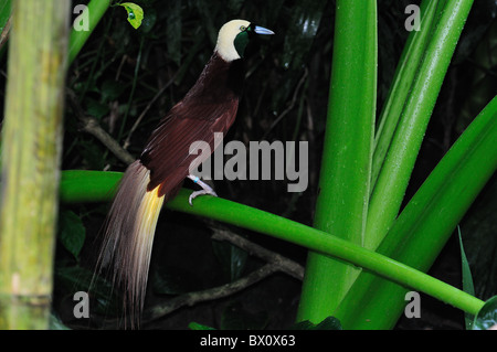 Paradisea apoda, the Great Bird of Paradise Stock Photo - Alamy