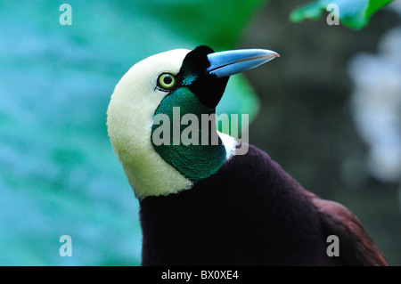 Paradisea apoda, the Great Bird of Paradise Stock Photo - Alamy