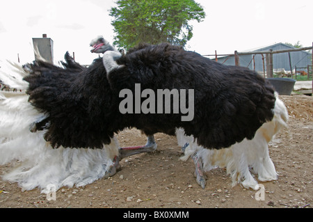 Ostrich (Struthio camelus, Struthionidae) Performing a Courtship Dance ...