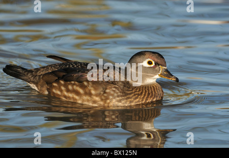Brown female wood duck Aix sponsa in Bonita Springs, Florida Stock ...