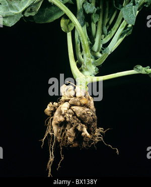 Clubroot (Plasmodiophora brassica) distorted root on a cabbage plant ...