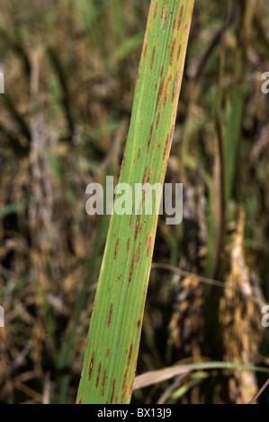 Narrow brown spot, Cercospora oryzae, disease lesions on a rice leaf ...
