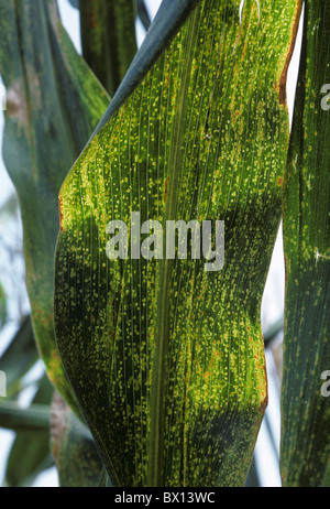 Maize eyespot (Kabatiella zeae) fungal disease infection and lesions on ...