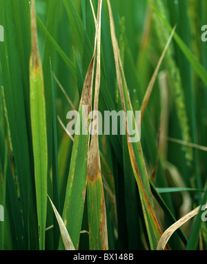Leaf scald Gerlachia oryzae tipping on rice leaves Stock Photo - Alamy