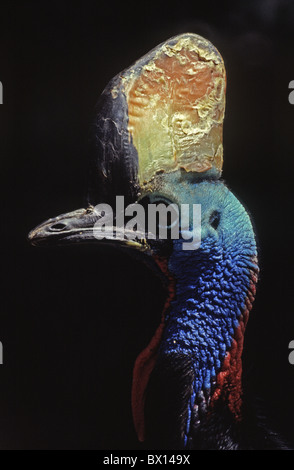 helmet cassowary Casuarius casuarius portrait profile head cassowary ...