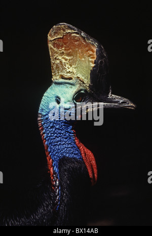 helmet cassowary Casuarius casuarius portrait profile head cassowary ...
