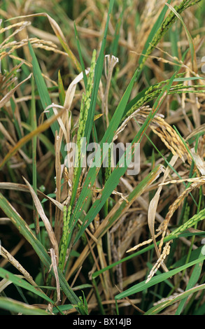 Rice leaf blast (Pyricularia grisea) lesions and damage on rice crop in ...