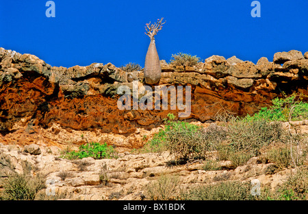 Socotran Desert Rose Adenium Obesum Socotranum Socotra Island Yemen ...