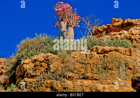 Socotran Desert Rose Adenium Obesum Socotranum Socotra Island Yemen ...