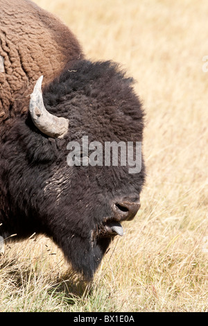 American Bison Tongue Stock Photo - Alamy