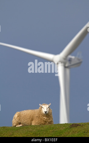 Sheep and Wind Power Stock Photo - Alamy