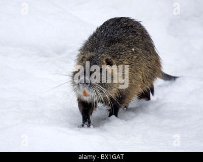 Coypu or Nutria, Myocastor coypus, Running through Snow, Camargue ...