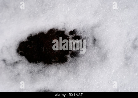 badger foot prints Stock Photo - Alamy