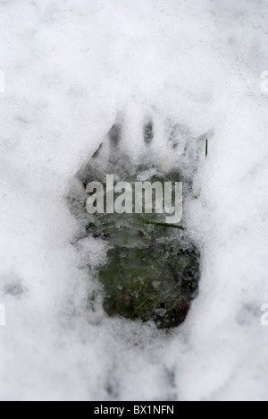 Badger footprint in the snow in winter or spring in the forest or woods ...
