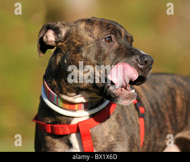 A Staffordshire Bull Terrier eating grass Stock Photo - Alamy