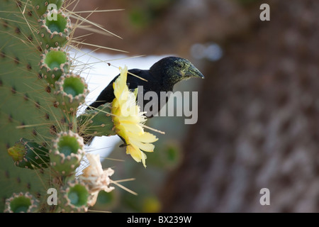 Galapagos Common Cactus Finch feeding on the cactus Stock Photo - Alamy