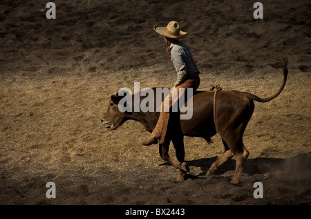 A Mexican Charro rides a bull at a charreria competition in Mexico City ...