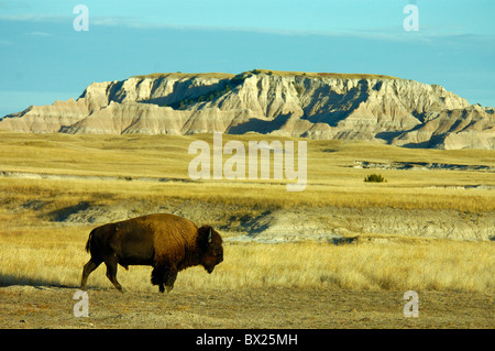 American bison bison bison individual scenery landscape prairie plains ...