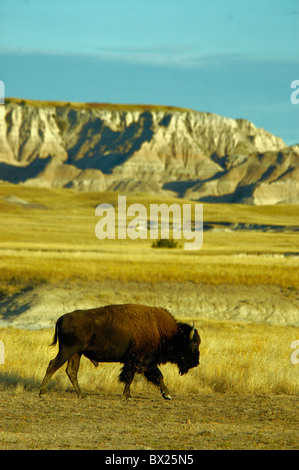American bison bison bison individual scenery landscape prairie plains ...