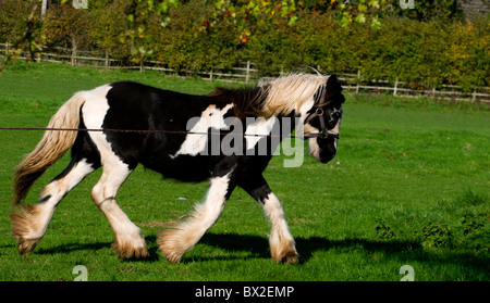Shire Horse - galloping on meadow Stock Photo: 16816803 - Alamy