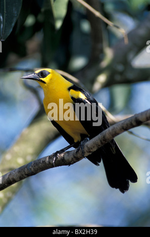 Yellow-hooded Blackbird (Agelaius icterocephalus), Colombia Stock Photo ...
