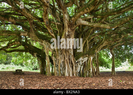 Ficus Benghalensis. Aerial prop roots of an Indian banyan tree Stock ...