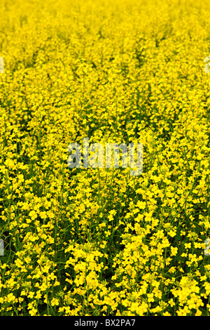 A closeup of rapeseed flowers in a field under the sunlight with a ...