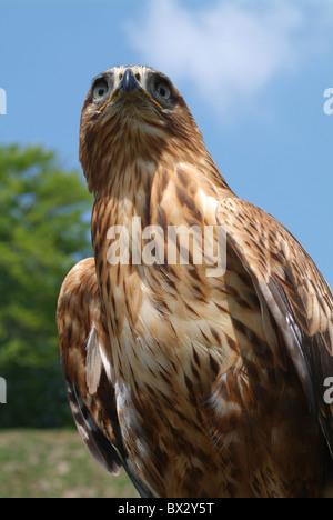 bird prey portrait grab bird bird birds animals animal Stock Photo - Alamy