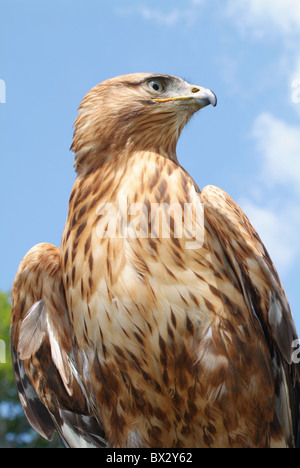 bird prey portrait grab bird bird birds animals animal Stock Photo - Alamy