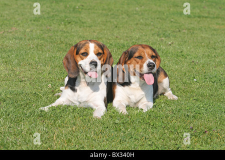 two beagle dogs lie on the grass in summer Stock Photo - Alamy