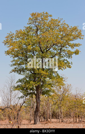 Mopane tree (Colophospermum mopane), Kruger National Park, South Africa ...