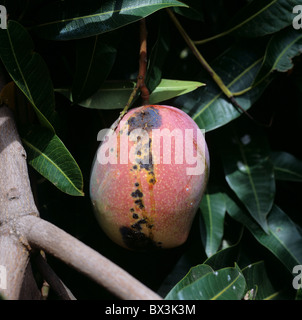 Anthracnose Colletotrichum gloeosporioides lesion on lemon wood Stock ...