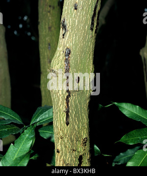 Physiological bleeding stem disorder resin exudation from a mango tree ...