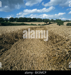 A ripe wheat crop flattened or lodged by a storm earlier in the season ...