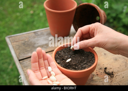 seed, compost, beans, plant pot, plants, soil Stock Photo - Alamy