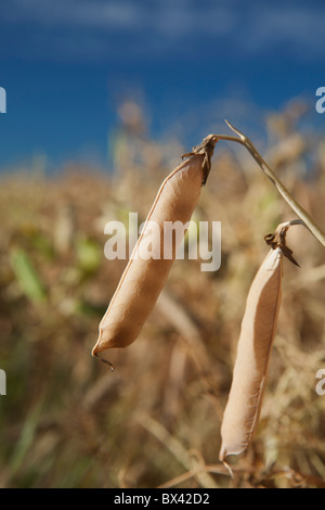 agriculture farming field dry dried up barren plants meadow grass lawn ...