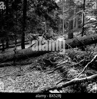 Czechoslovakia 1948. Sumava, old preserved forest at Boubin, a.k.a ...