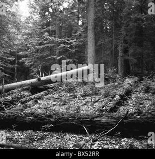 Czechoslovakia 1948. Sumava, old preserved forest at Boubin, a.k.a ...