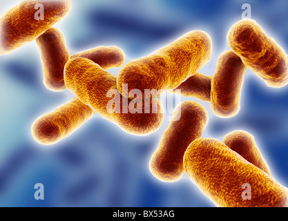 Rod shaped bacillus bacteria Stock Photo - Alamy
