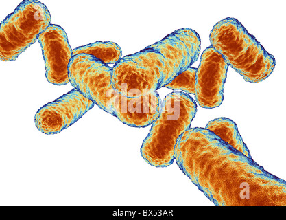 Rod shaped bacillus bacteria Stock Photo - Alamy