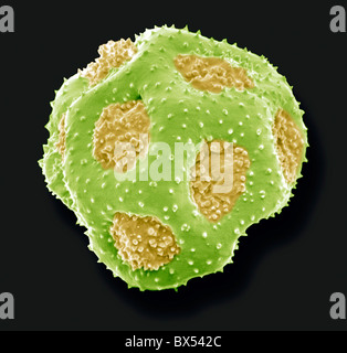 Primula pollen, SEM Stock Photo - Alamy