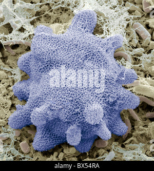 Freshwater sponge, SEM Stock Photo - Alamy