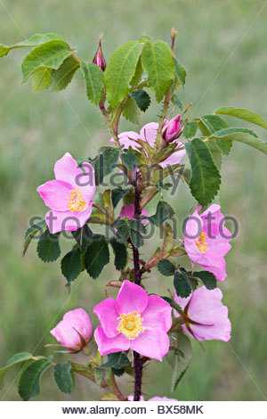 A pink wild rose "Rosa acicularis", the flower symbol of Alberta ...